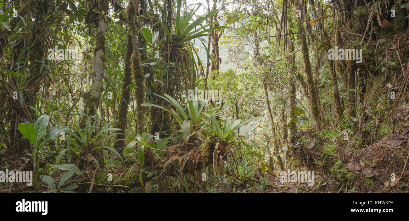 Many terrestrial bromeliads growing in montane rainforest with mossy ...
