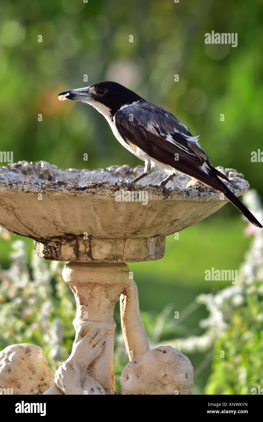 Australian Grey Butcherbird High Resolution Stock Photography and ...