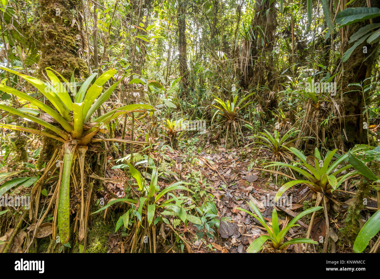 Many terrestrial bromeliads growing in montane rainforest with mossy ...