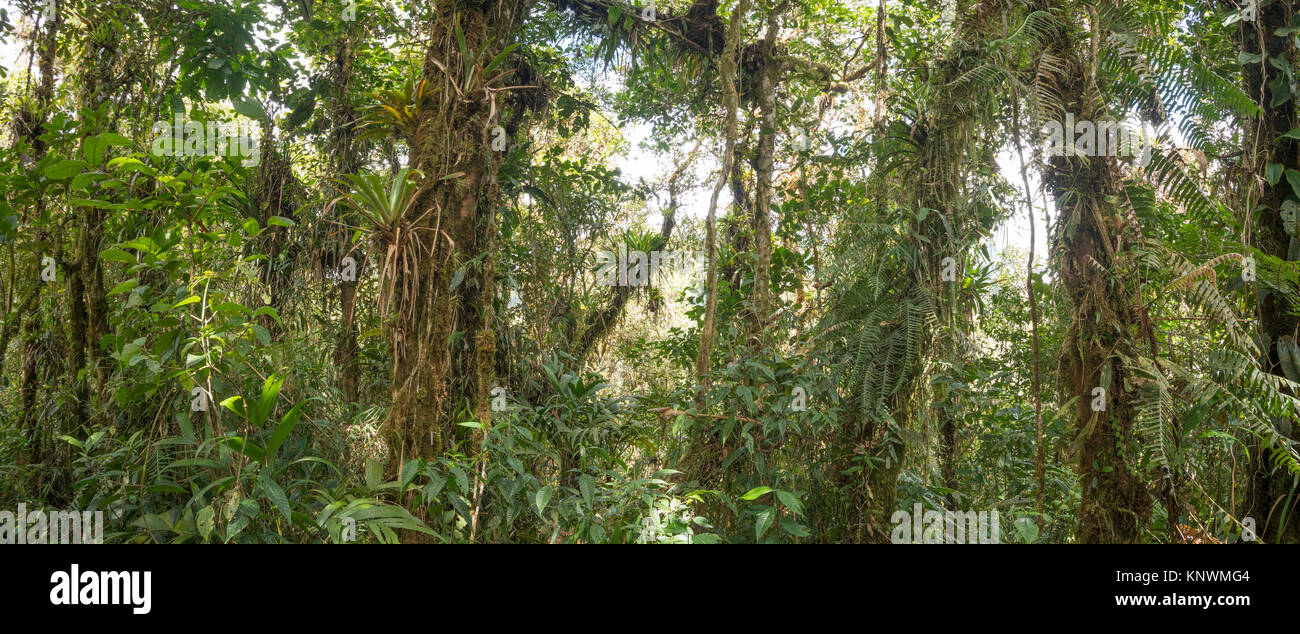Panorama of the interior of montane rainforest with mossy tree trunks ...