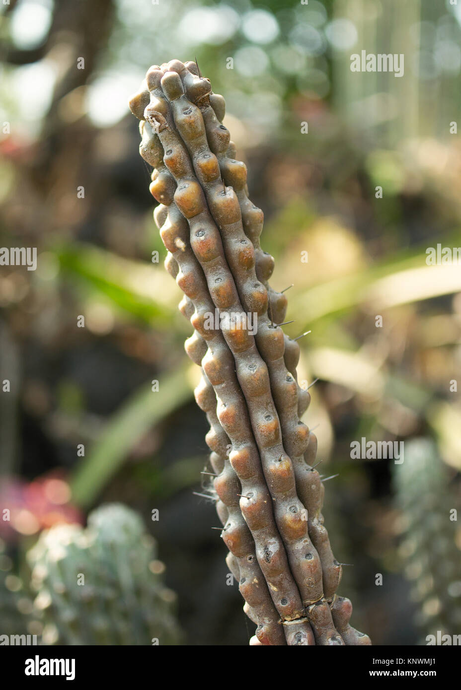 Native cactus at the UNAM botanical garden, Mexico City, Mexico Stock ...