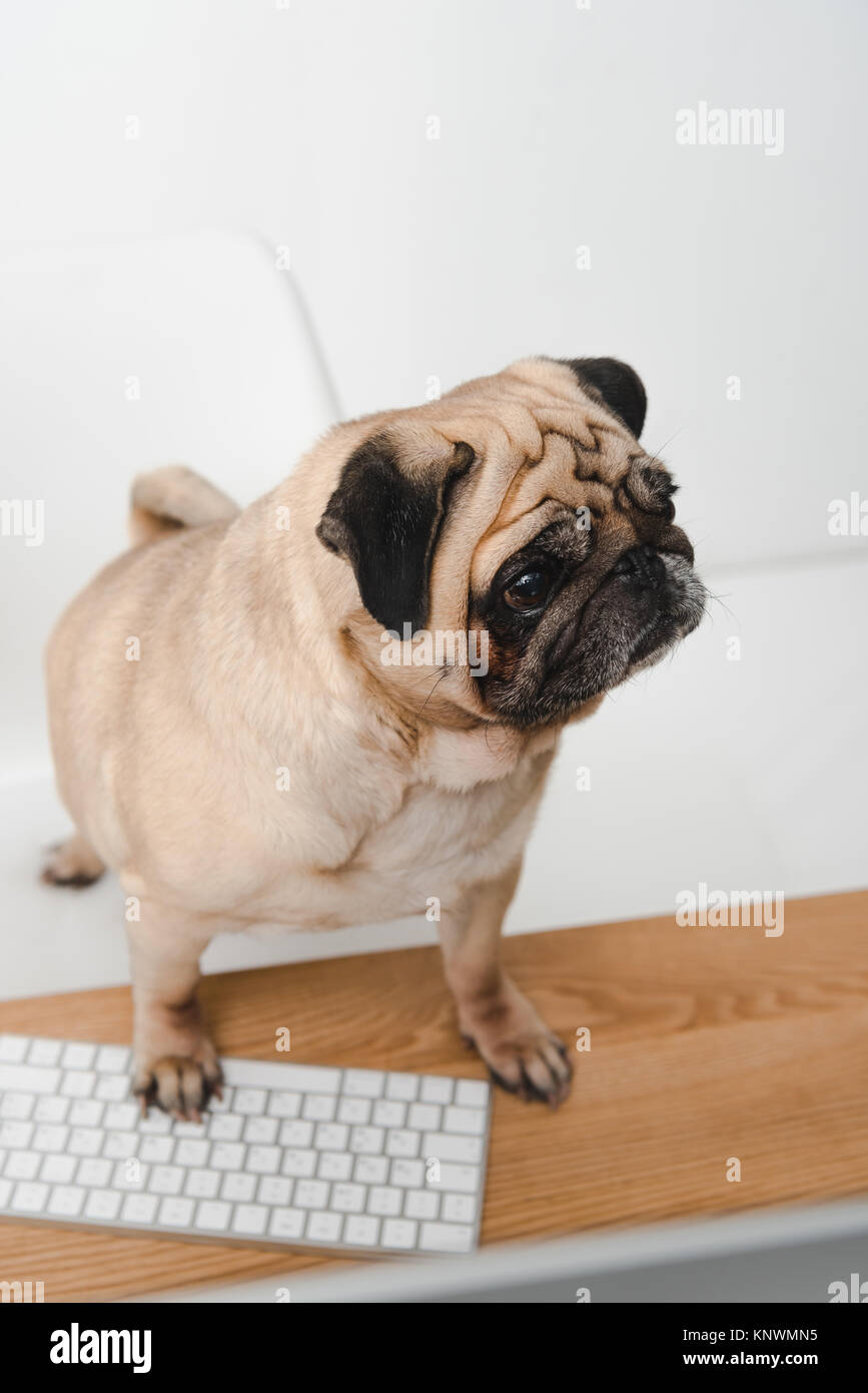 Mammal manager hi-res stock photography and images - Alamy