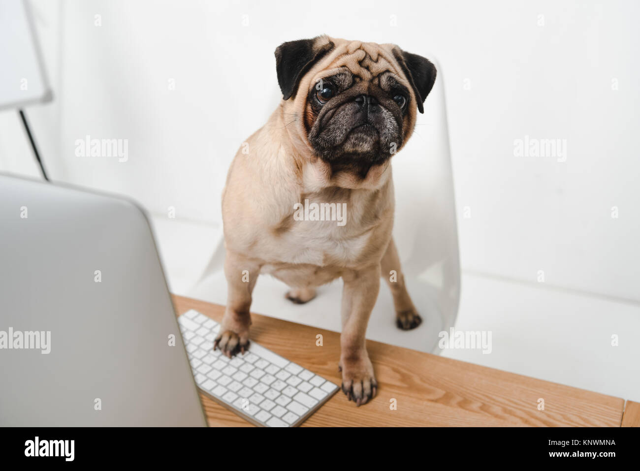 business dog with desktop computer Stock Photo - Alamy