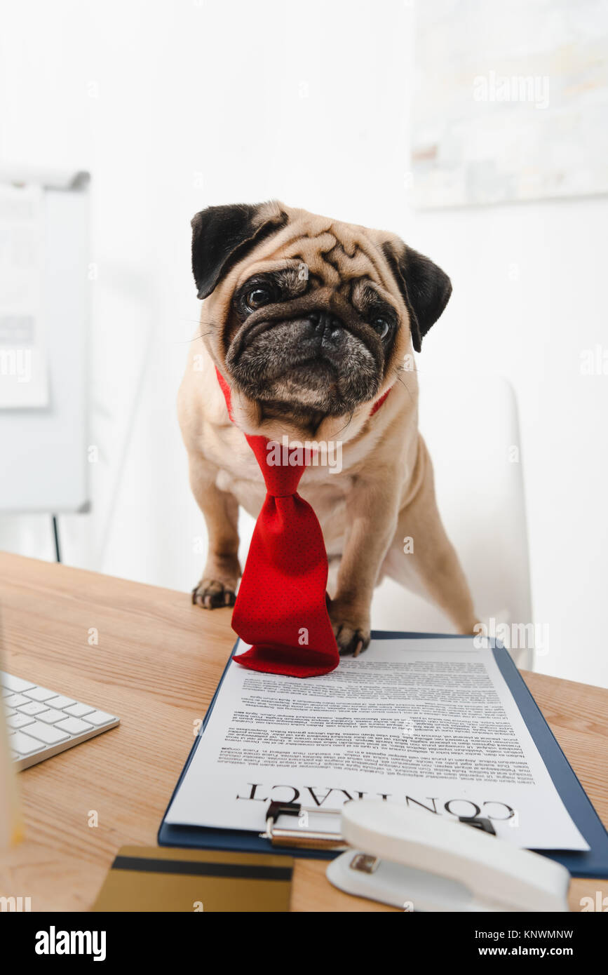 business dog with contract Stock Photo - Alamy