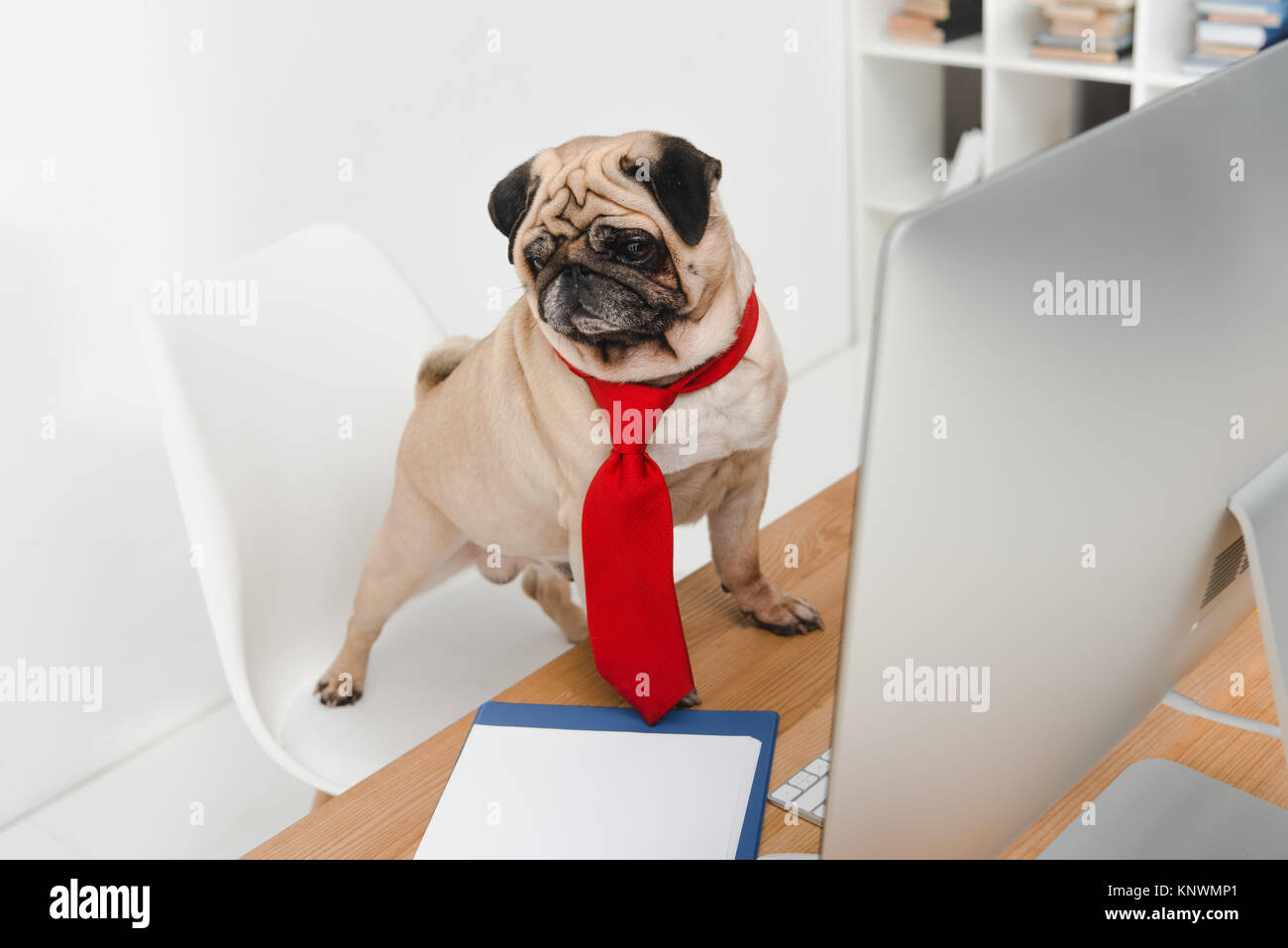 Dog desktop hi-res stock photography and images - Alamy