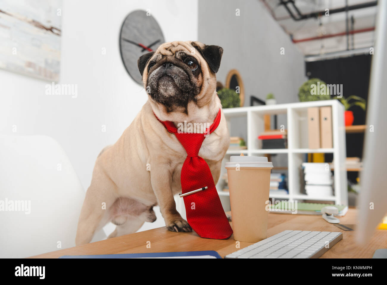 Business dog hi-res stock photography and images - Alamy