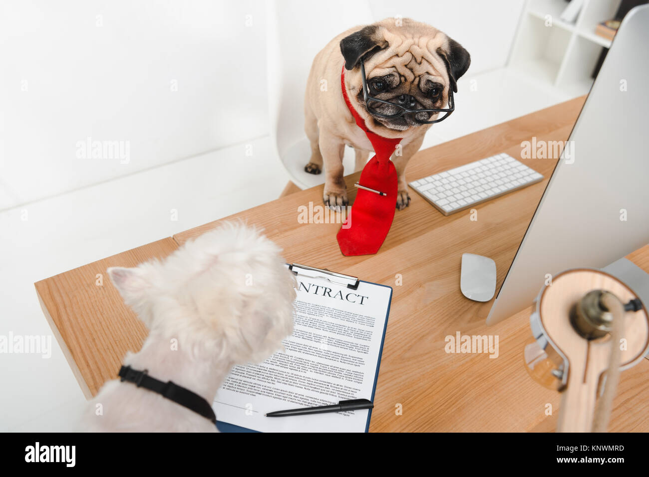 business dogs in office Stock Photo - Alamy