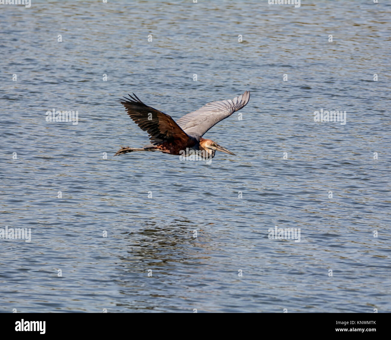 A Goliath Heron in flight over the Okavango River Stock Photo - Alamy