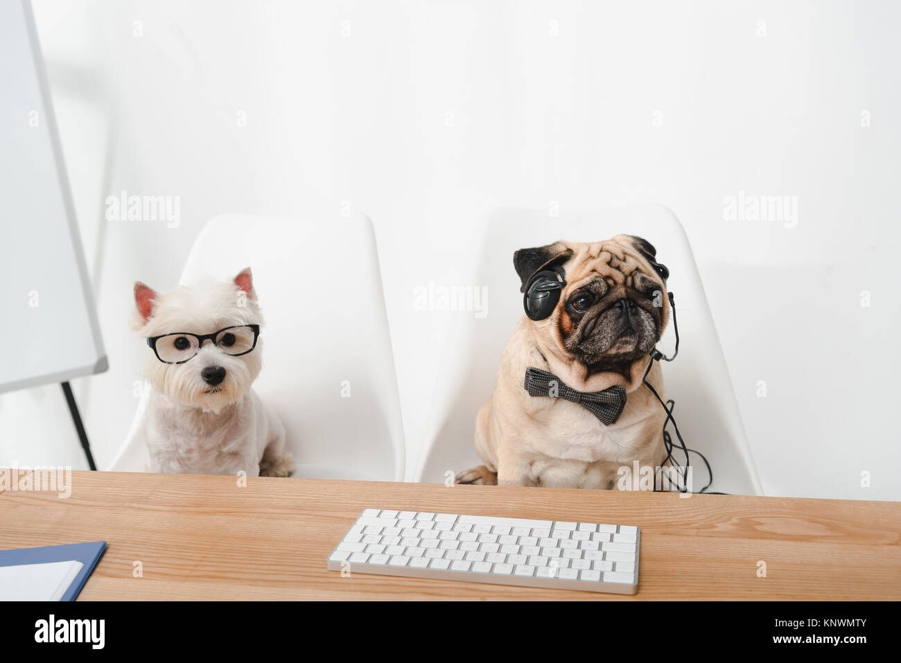 business dogs at workplace Stock Photo - Alamy