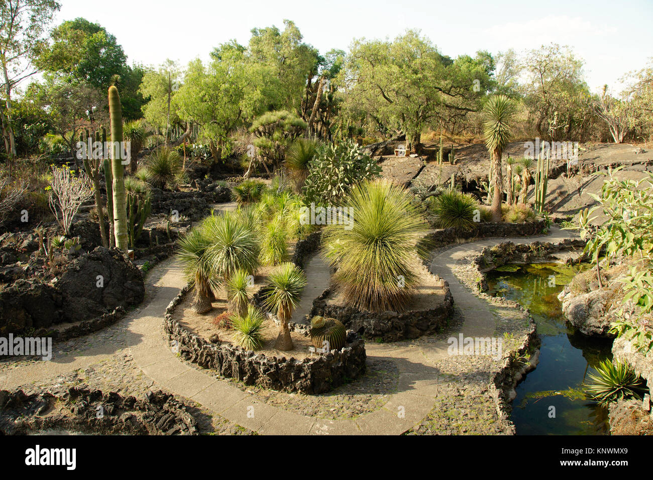 Native plants at the UNAM botanical garden, Mexico City, Mexico Stock ...