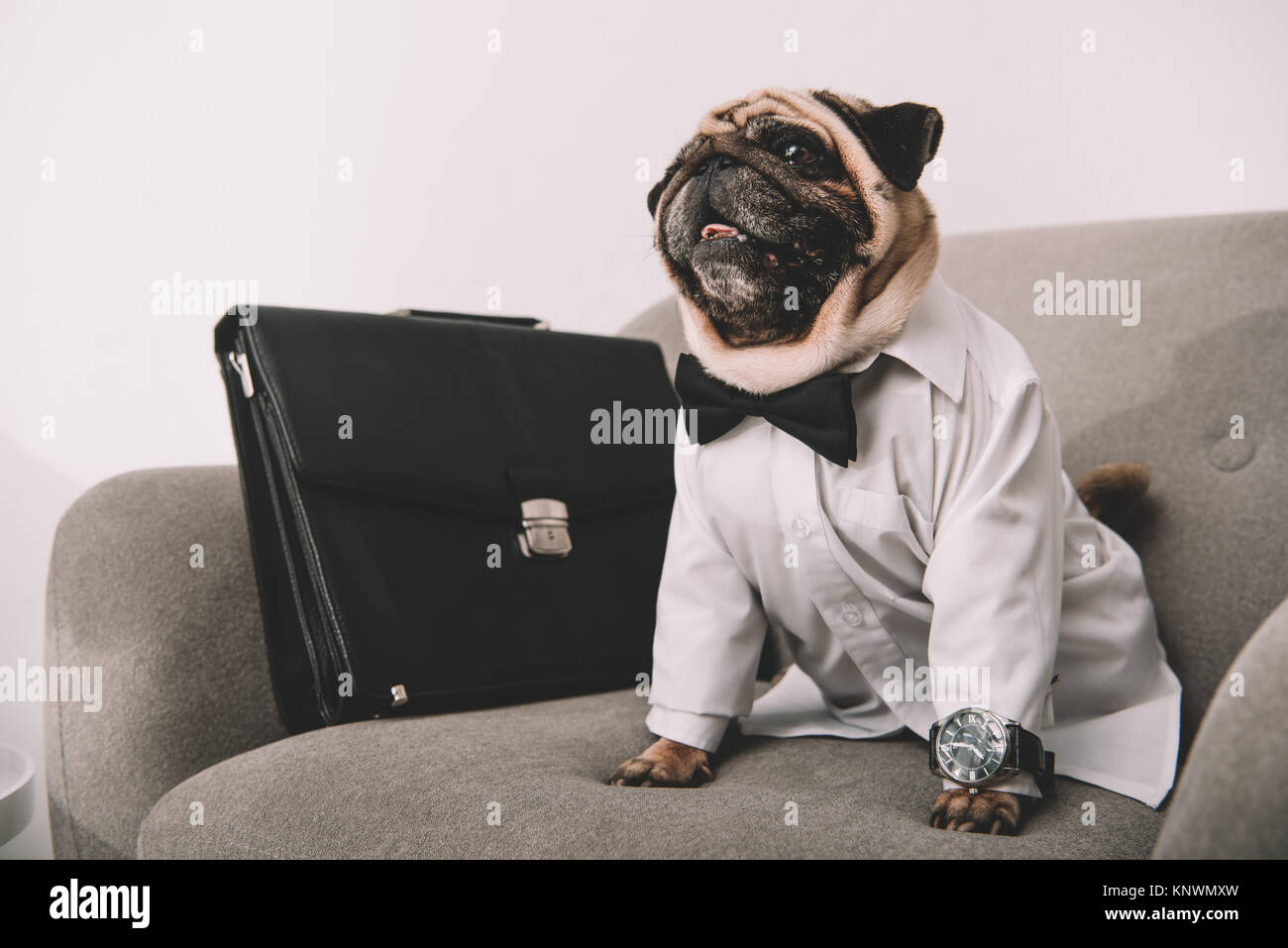 Dog friendly business hi-res stock photography and images - Alamy
