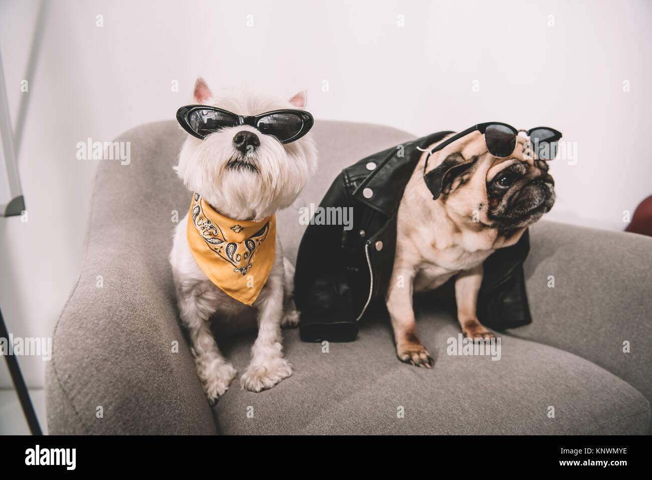 Stylish animals hi-res stock photography and images - Alamy