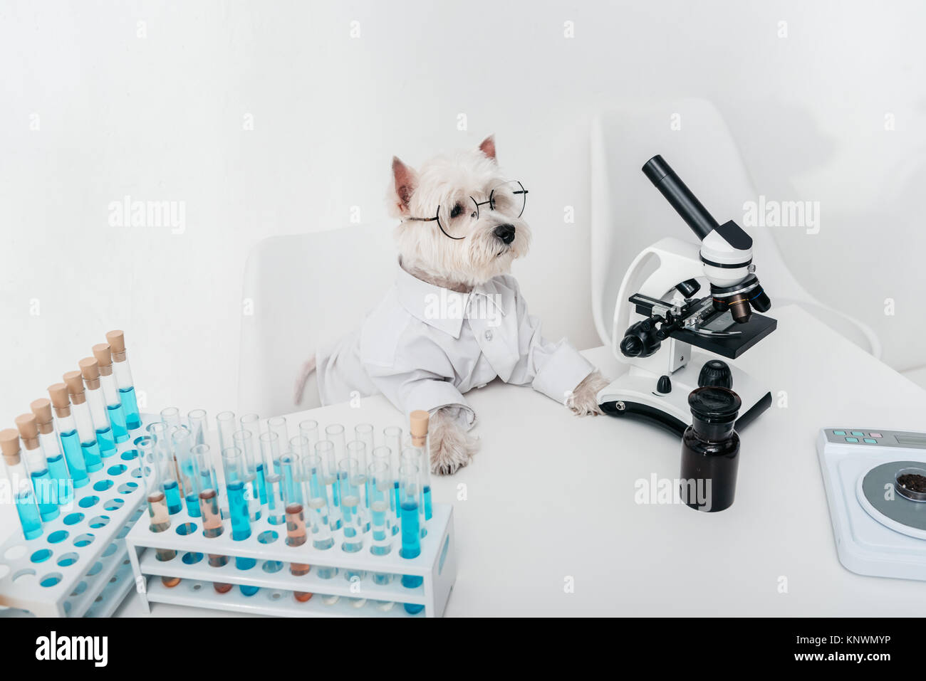 Dog test science hi-res stock photography and images - Alamy