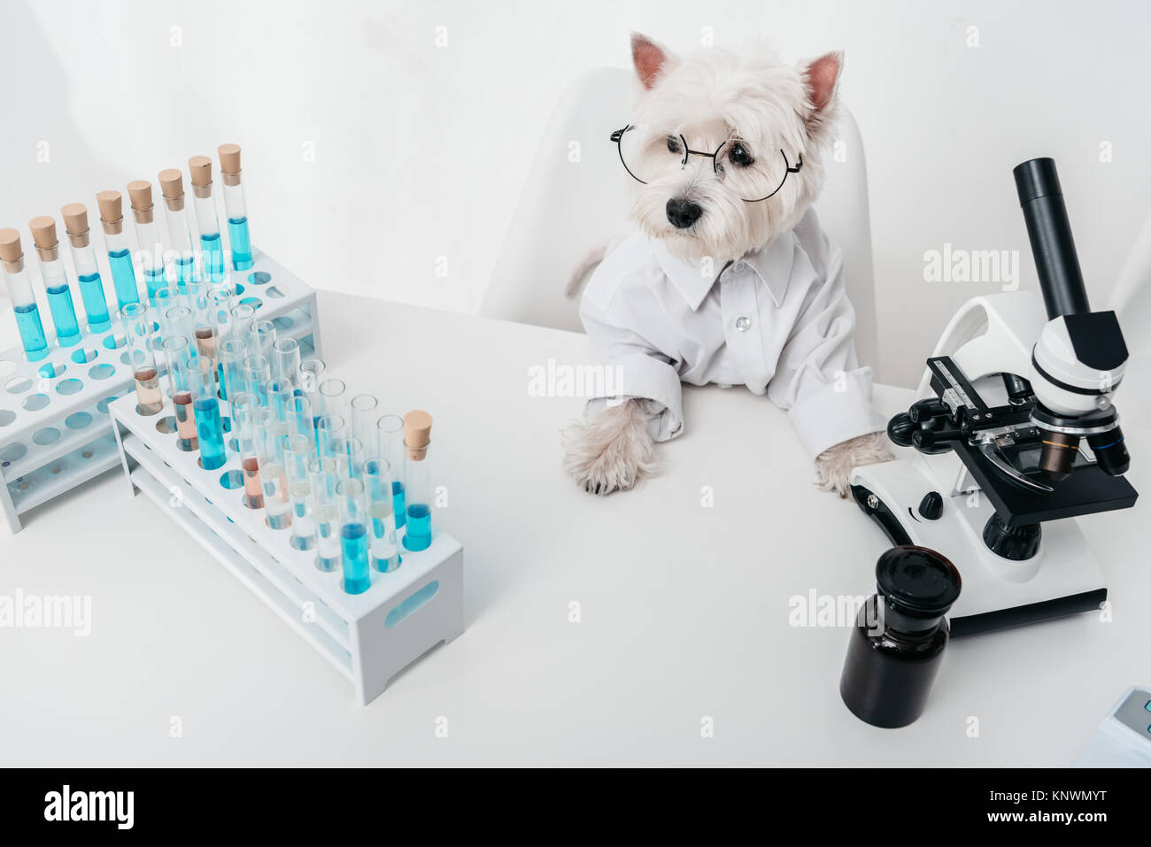 dog in chemical laboratory Stock Photo - Alamy
