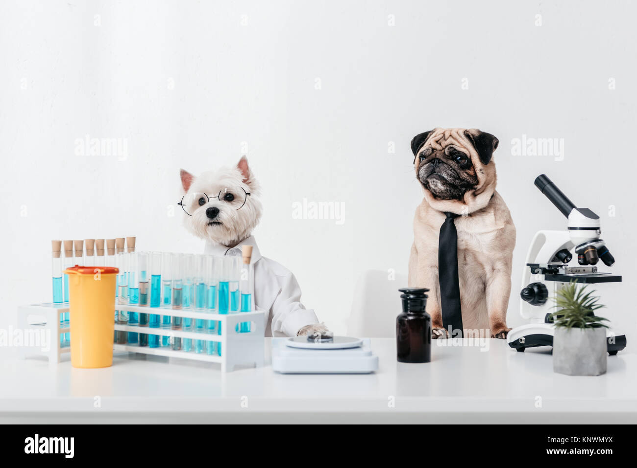 dogs scientists in laboratory Stock Photo - Alamy