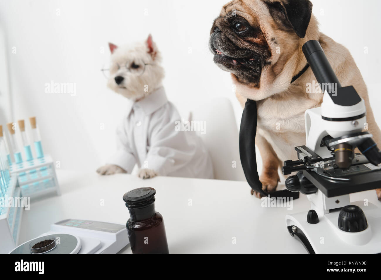 Pug In Lab Coat