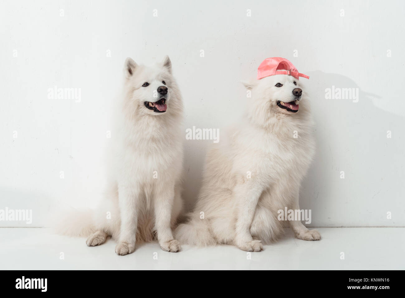Samoyed sitting hi-res stock photography and images - Alamy