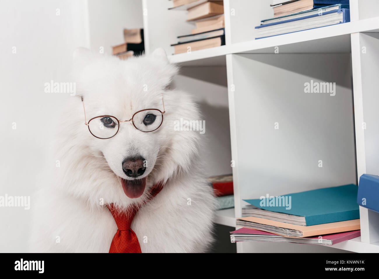 Samoyed dog inside hi-res stock photography and images - Alamy