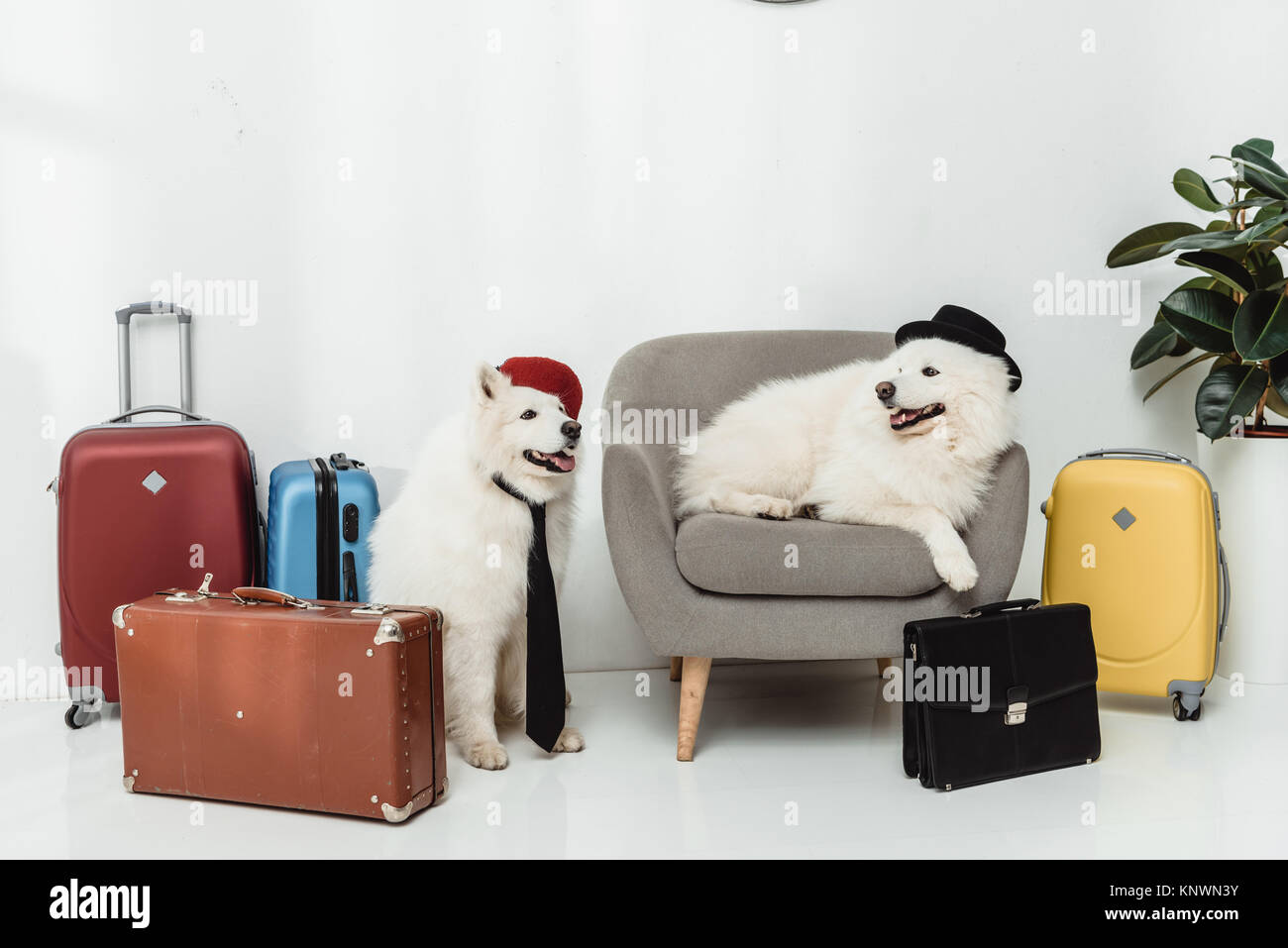 samoyed dogs with suitcases Stock Photo - Alamy