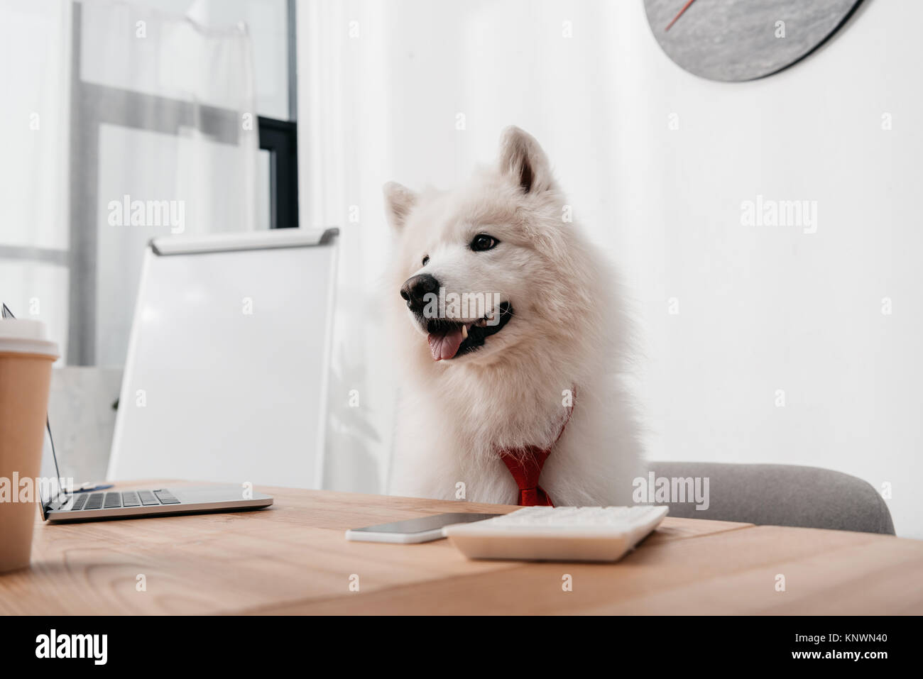 samoyed dog in office Stock Photo - Alamy