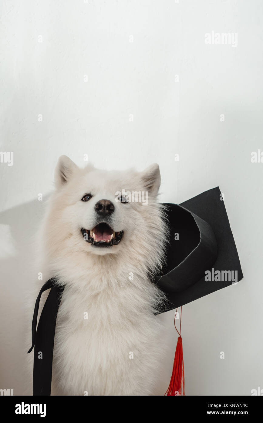 dog in graduation hat Stock Photo - Alamy
