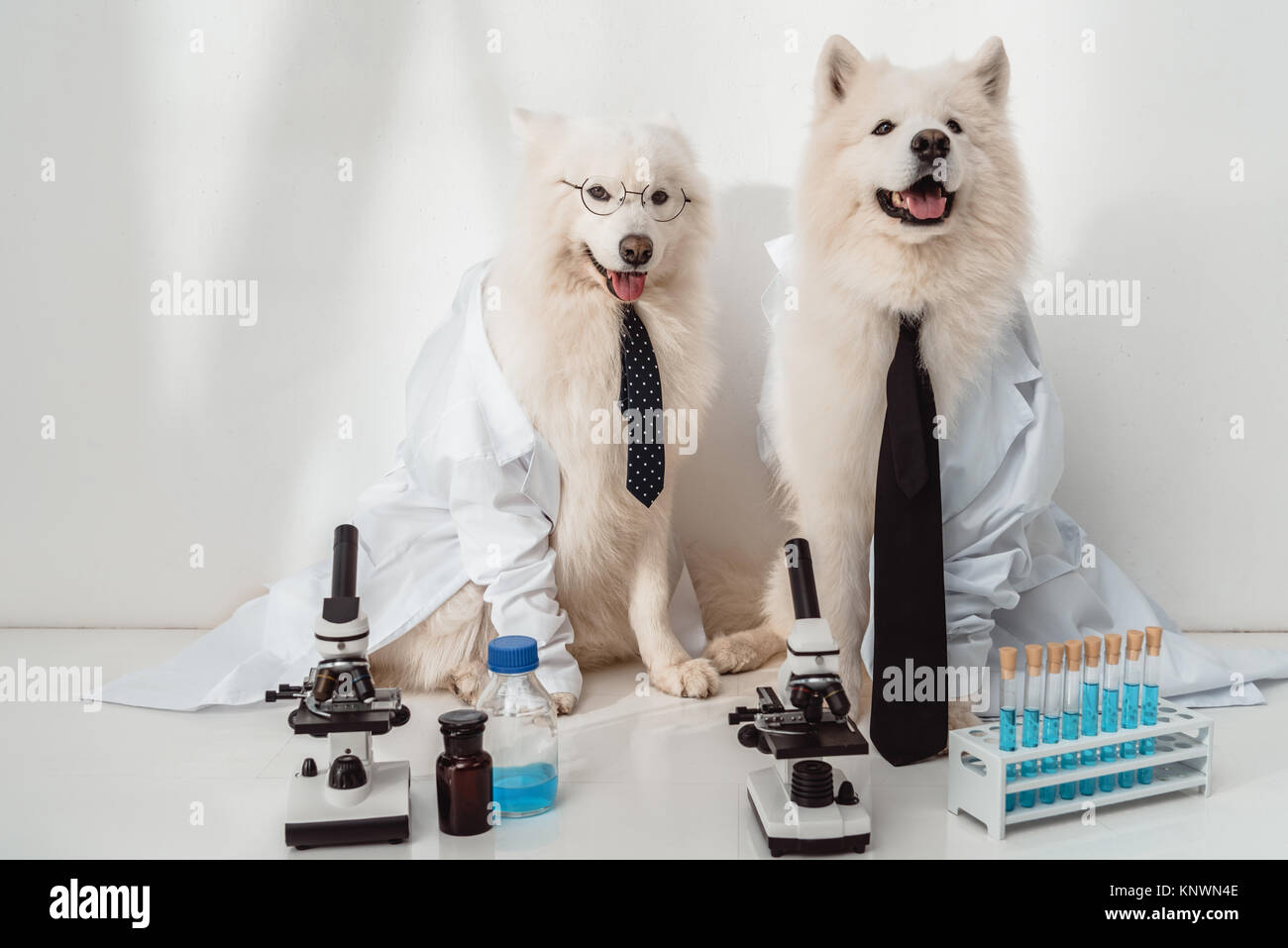dogs scientists in lab coats Stock Photo - Alamy