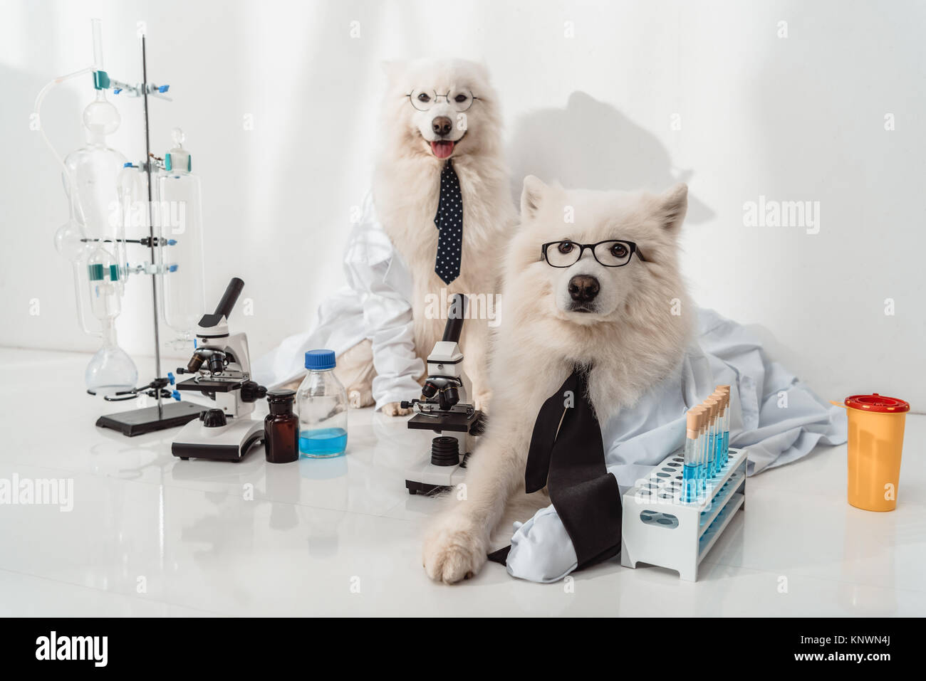 Dogs experiment hi-res stock photography and images - Alamy