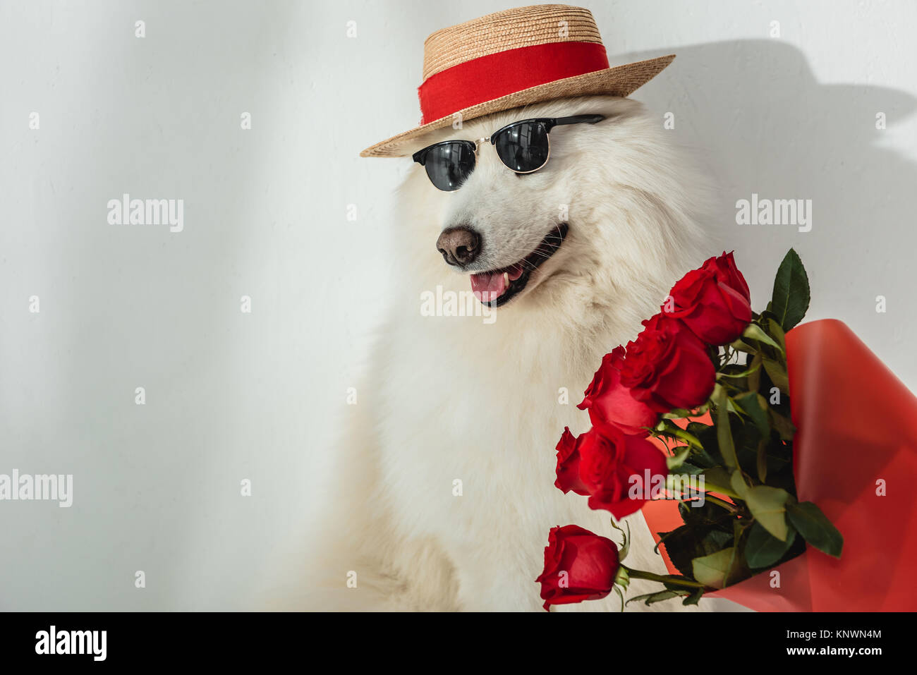 dog with red roses Stock Photo - Alamy
