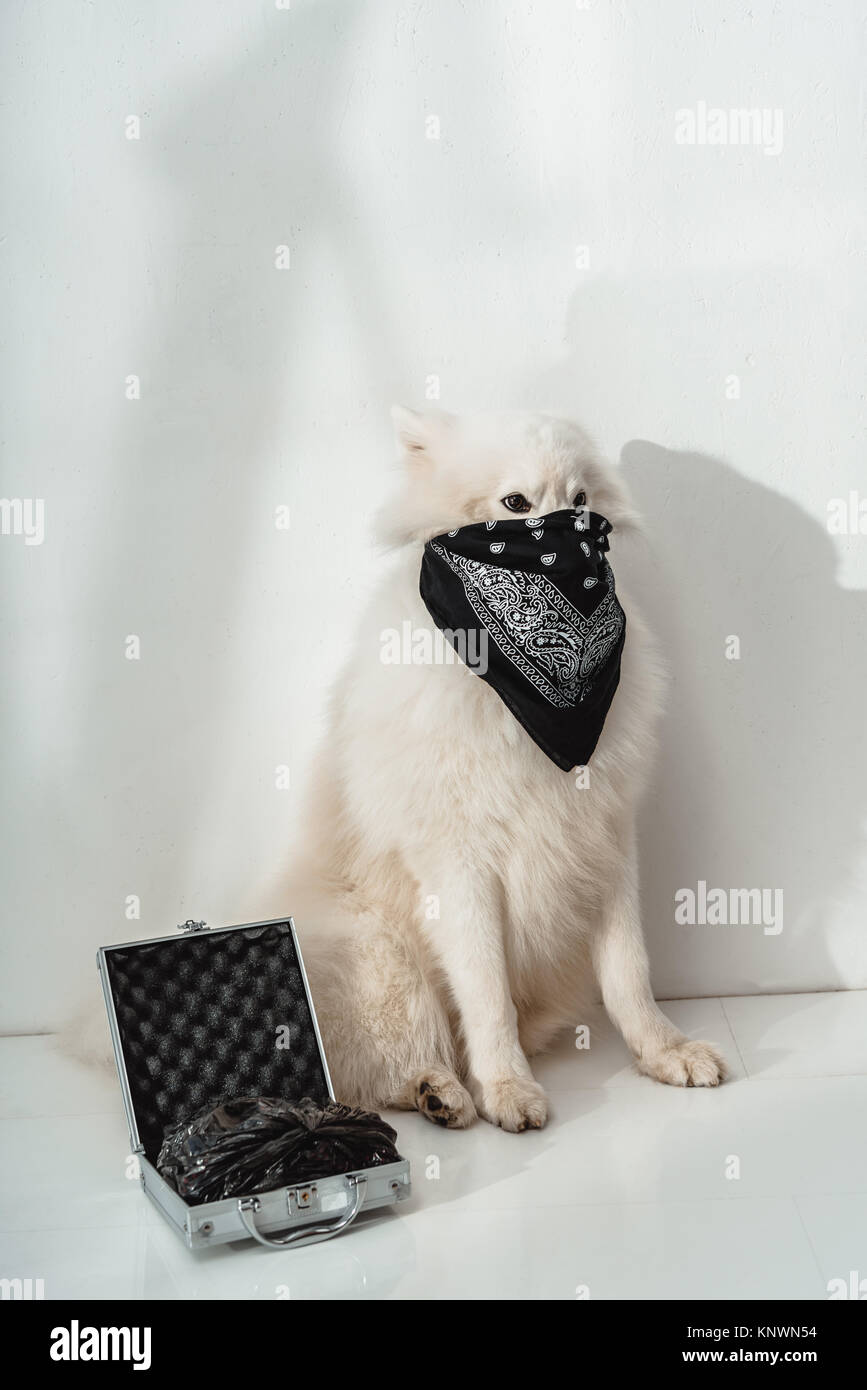 Thief Funny High Resolution Stock Photography and Images - Alamy