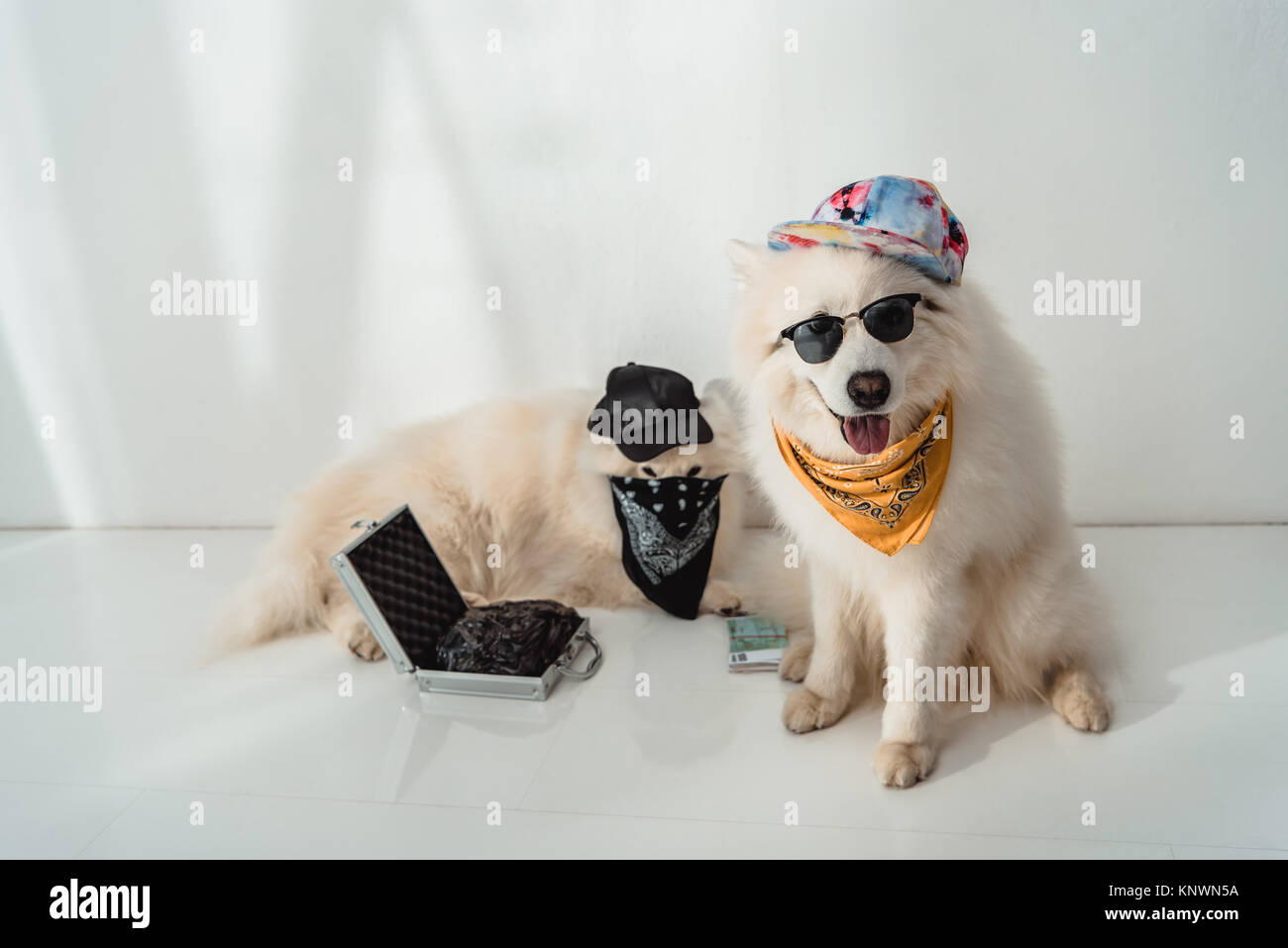 Funny Criminal High Resolution Stock Photography and Images - Alamy