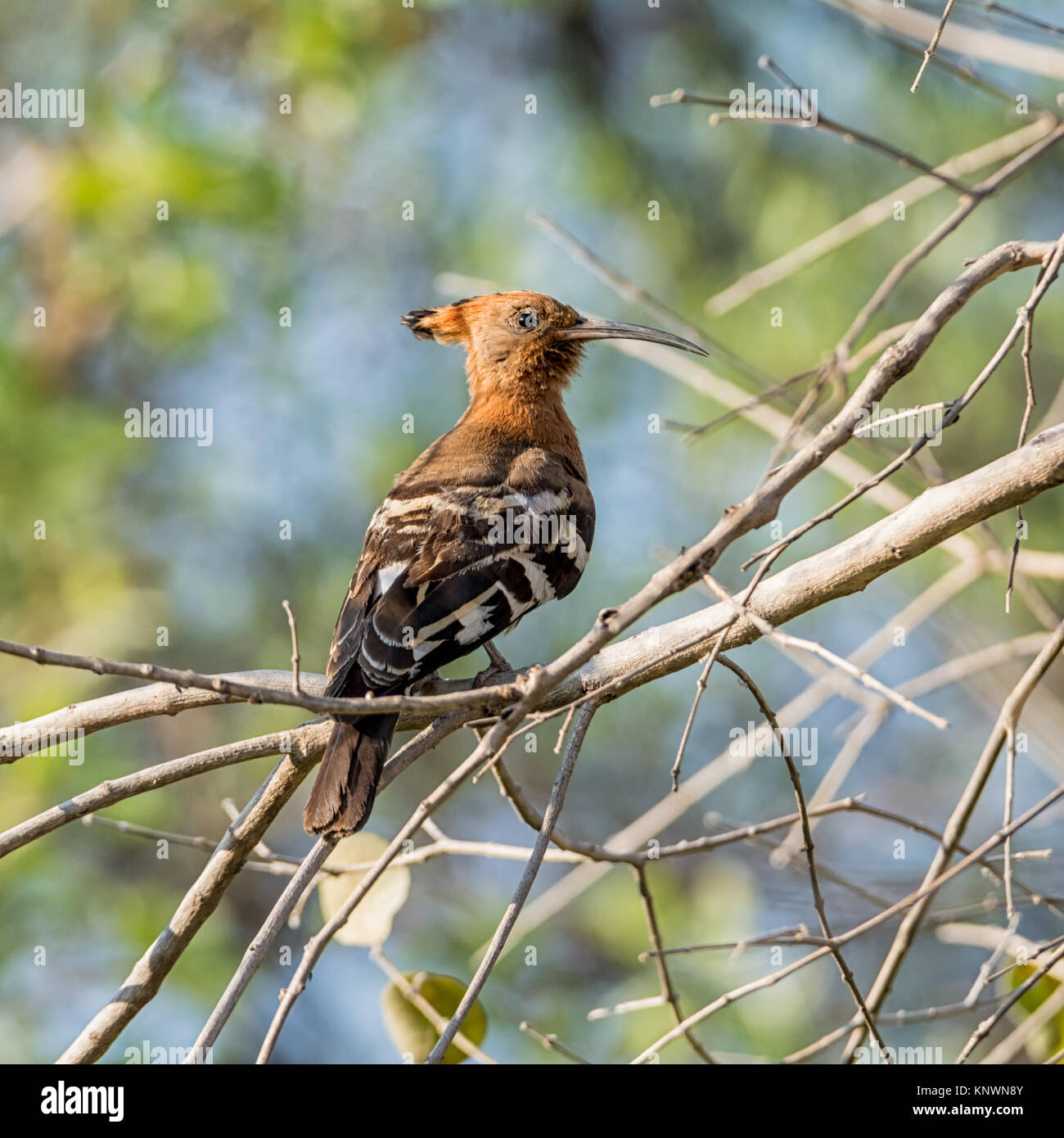 A Hoopoe bird perched in a tree in Southern Africa Stock Photo - Alamy