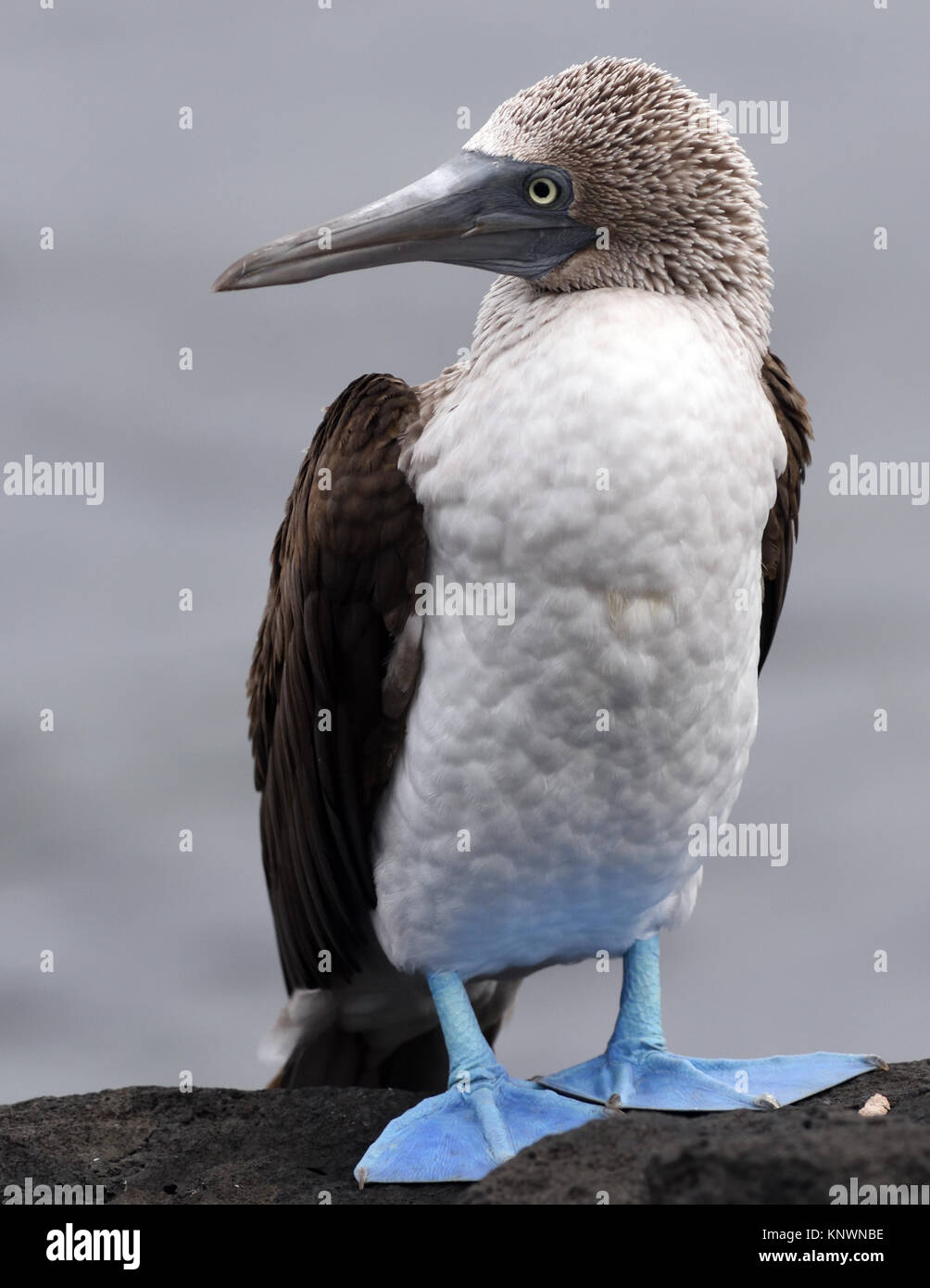 A blue-footed booby (Sula nebouxii) standing on a rock. Puerto ...