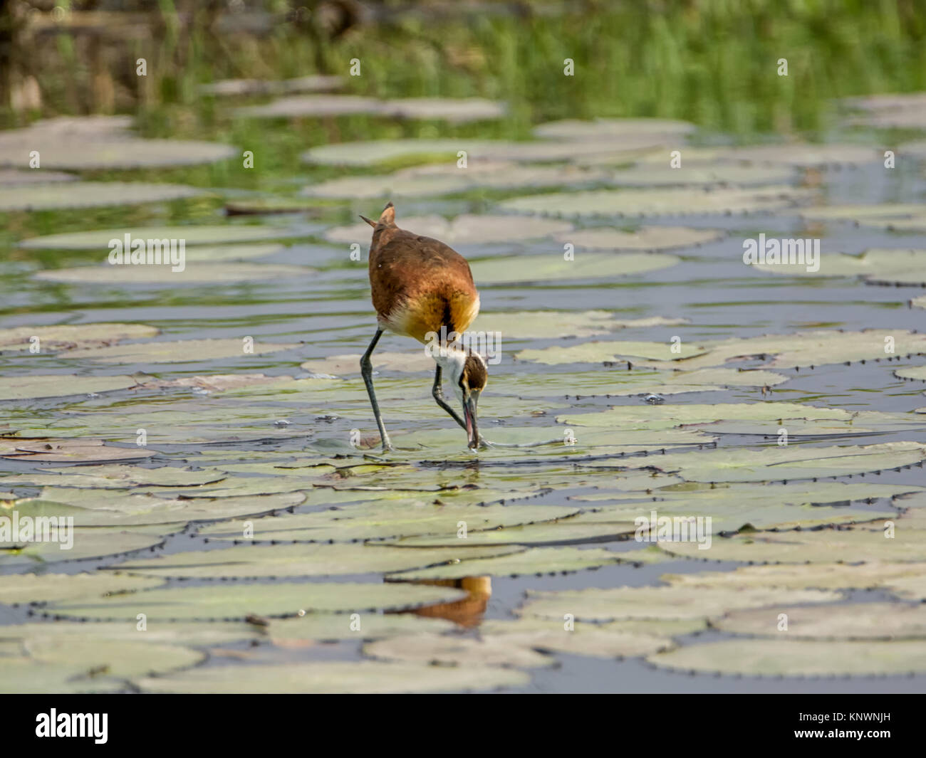 Jacana bird legs hi-res stock photography and images - Alamy