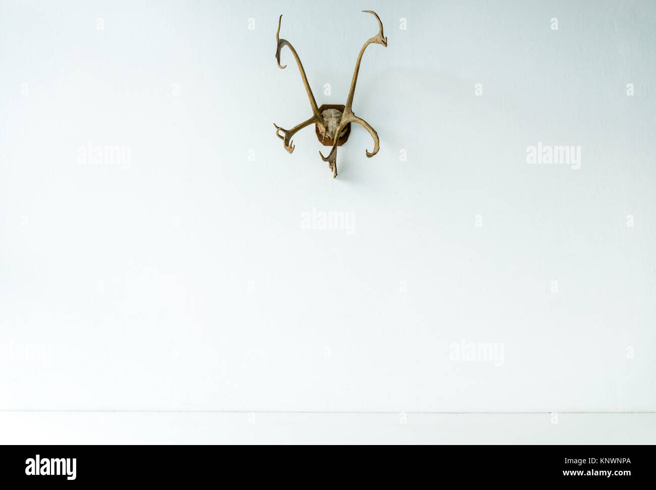Deer horns on wall Stock Photo - Alamy
