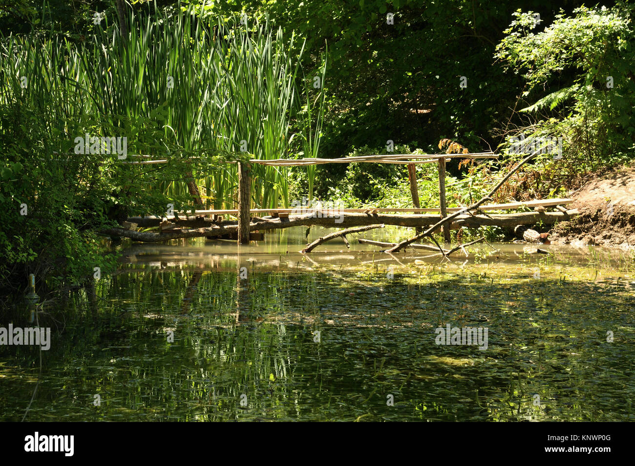 A fairy-tale bridge in a forest on a swamp, made of wood Stock Photo ...