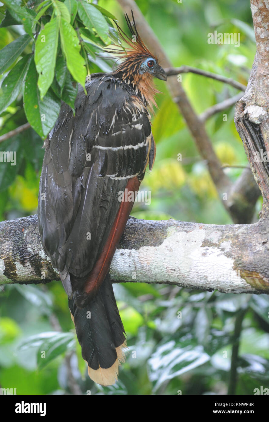 A miserable looking hoatzin (Opisthocomus hoazin), stinkbird, Canje ...