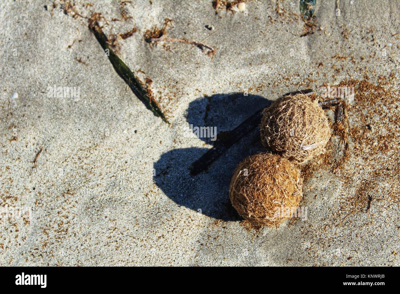 Dry oceanic posidonia seaweed balls on the beach and sand texture in a ...