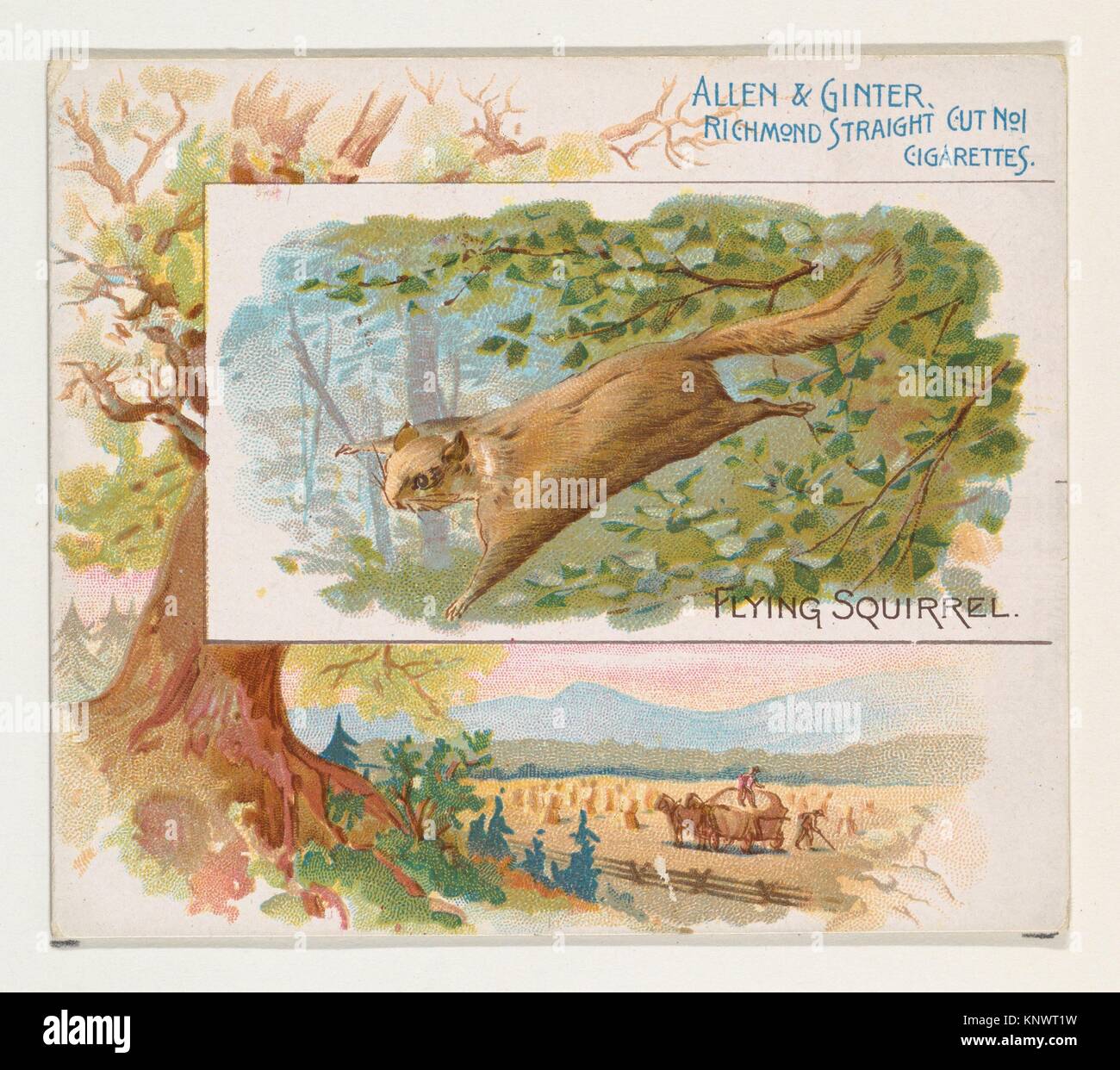 American flying squirrel hi-res stock photography and images - Alamy