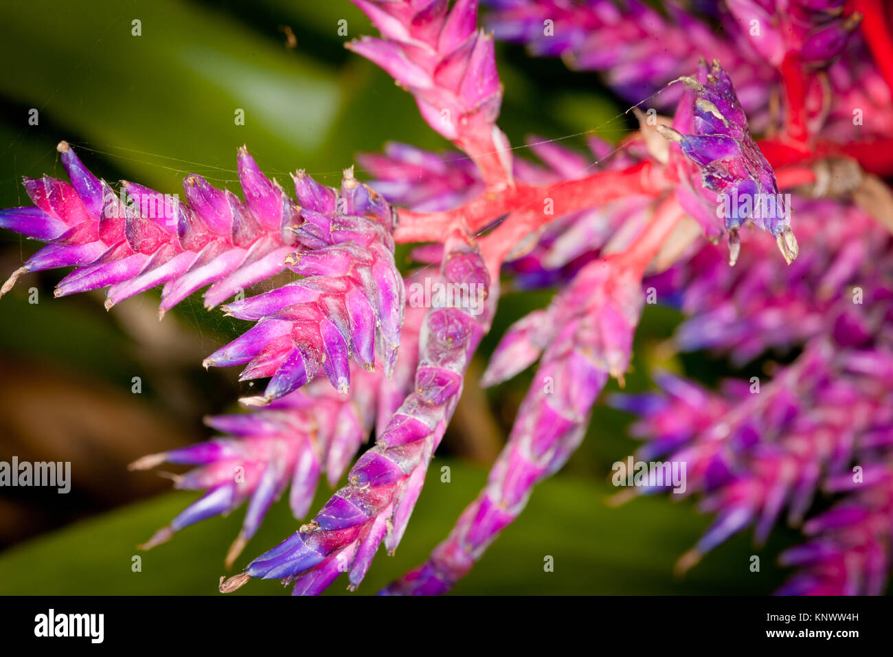 spider webbed flora Stock Photo - Alamy
