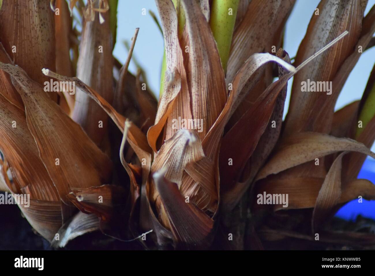 Real fan palm tree hi-res stock photography and images - Alamy