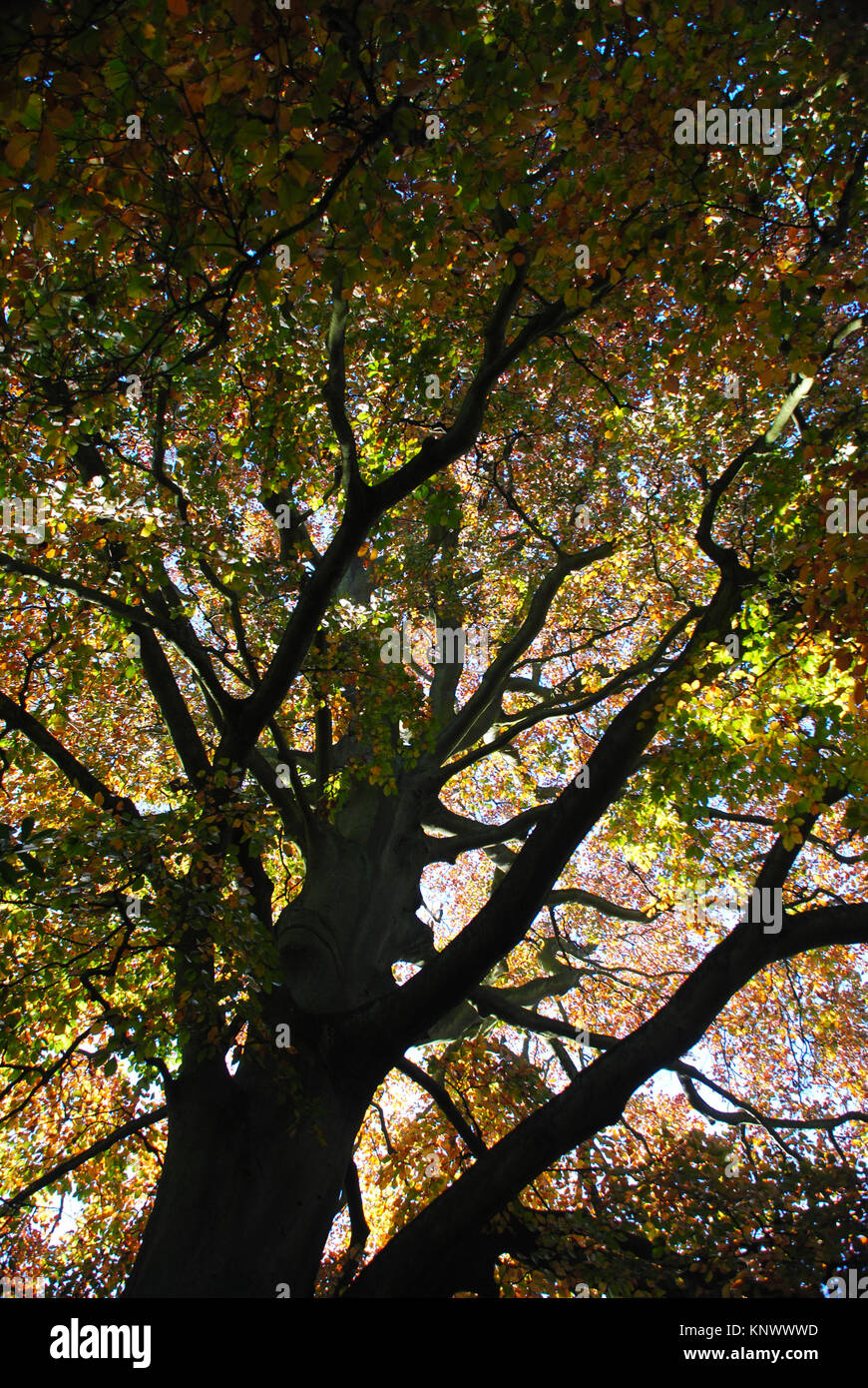 The Beauty of Trees, Newstead Abbey Park, Nottinghamshire Stock Photo ...