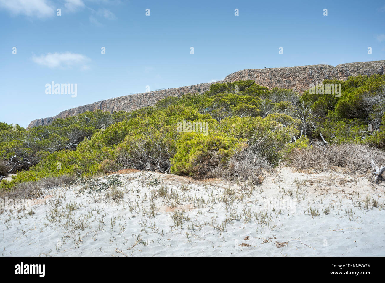 Pine tree growing on beach hi-res stock photography and images - Alamy