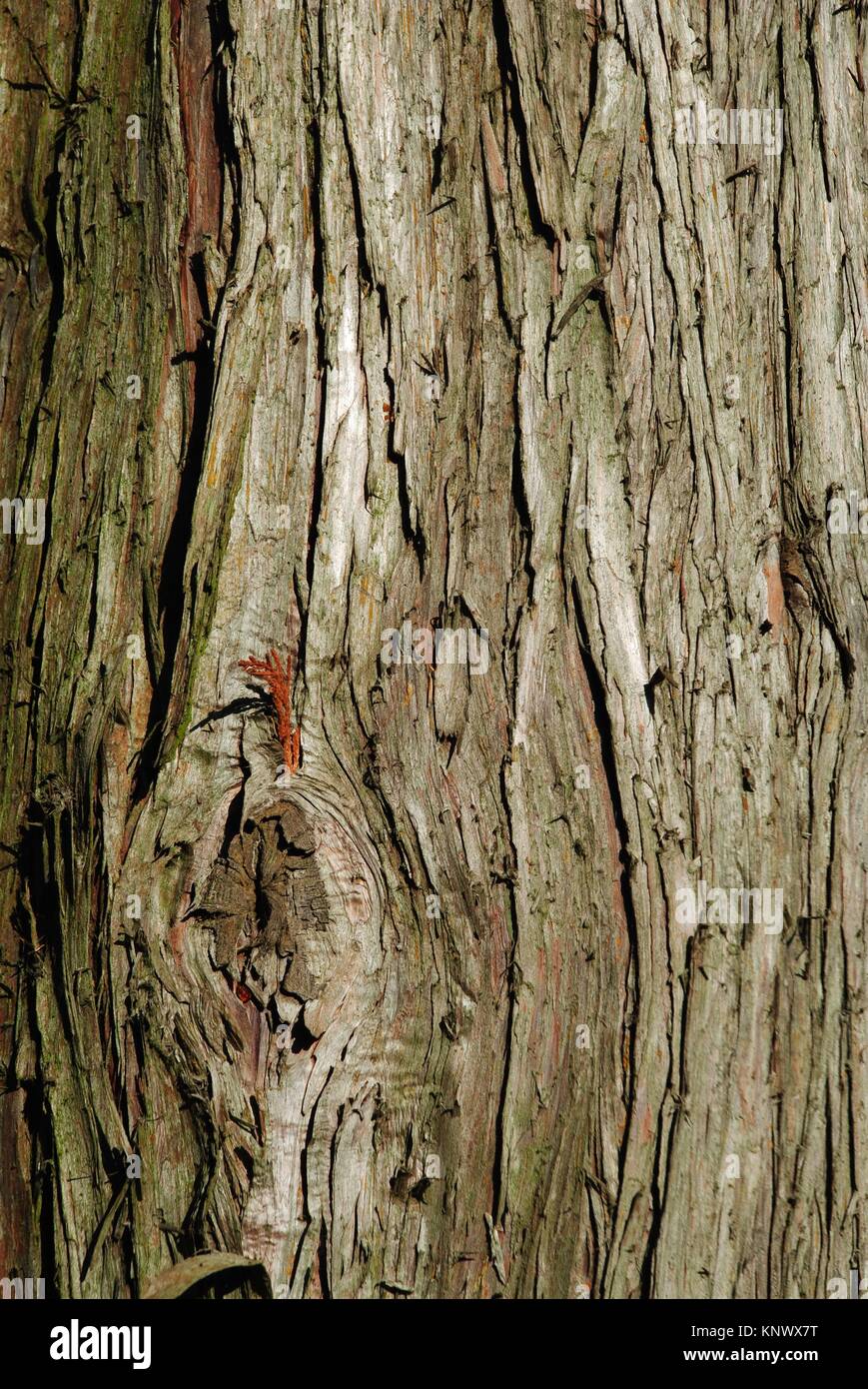 the Beauty of Tree Bark, Newstead abbey Country Park, Nottinghamshire ...