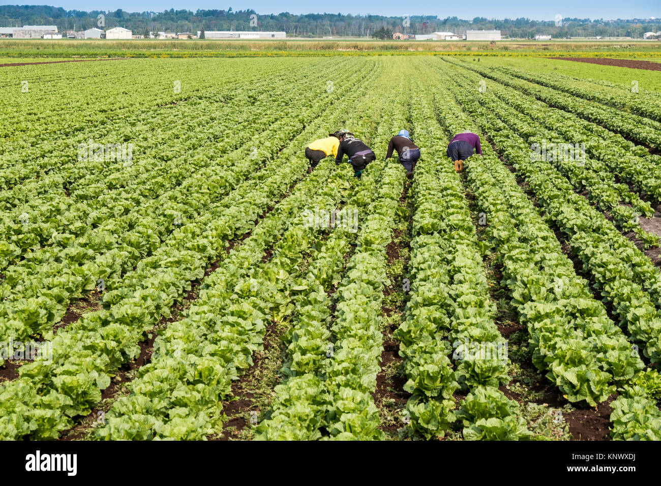 Agriculture field workers harvesting vegetable crops of celery and ...