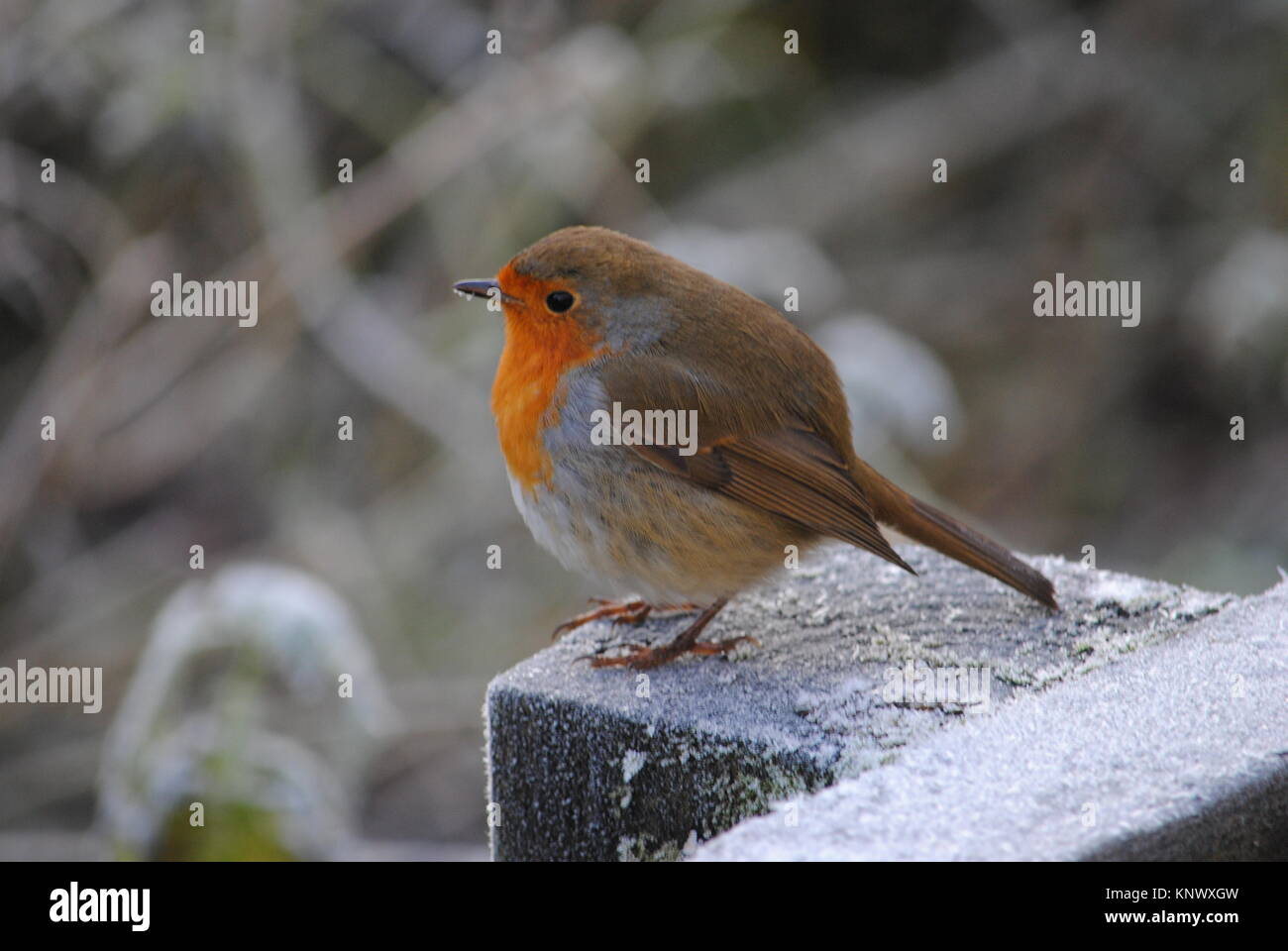 Little Round Robin at Rufford Country Park, Nottinghamshire Stock Photo ...