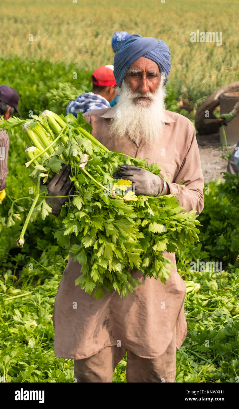 Agriculture field workers harvesting vegetable crops of celery and ...