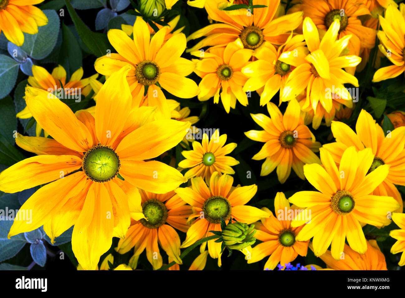 The sun shone on the waxy leaf of the Rudbeckia, highlighting the ...