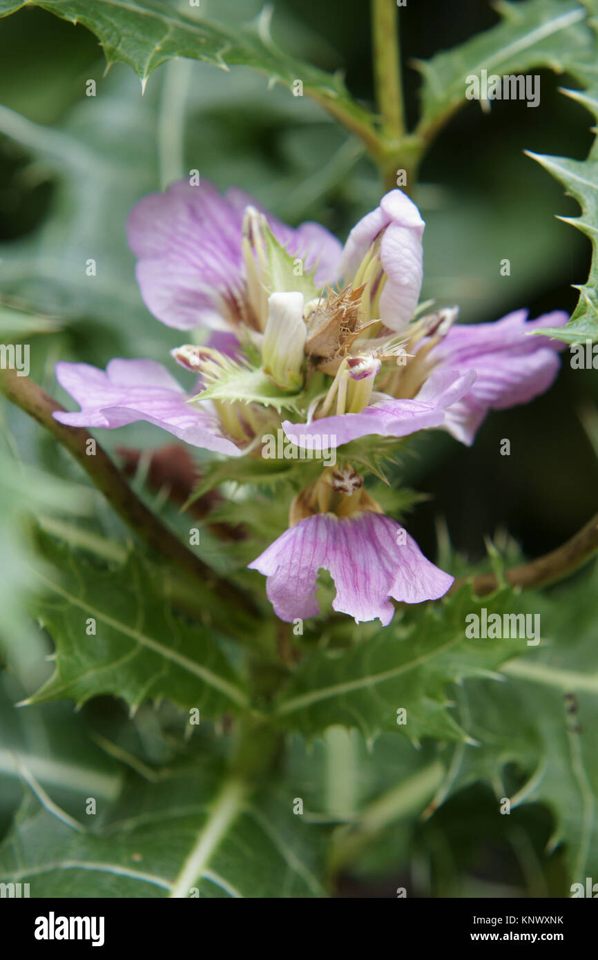 Yemen national flower hi-res stock photography and images - Alamy