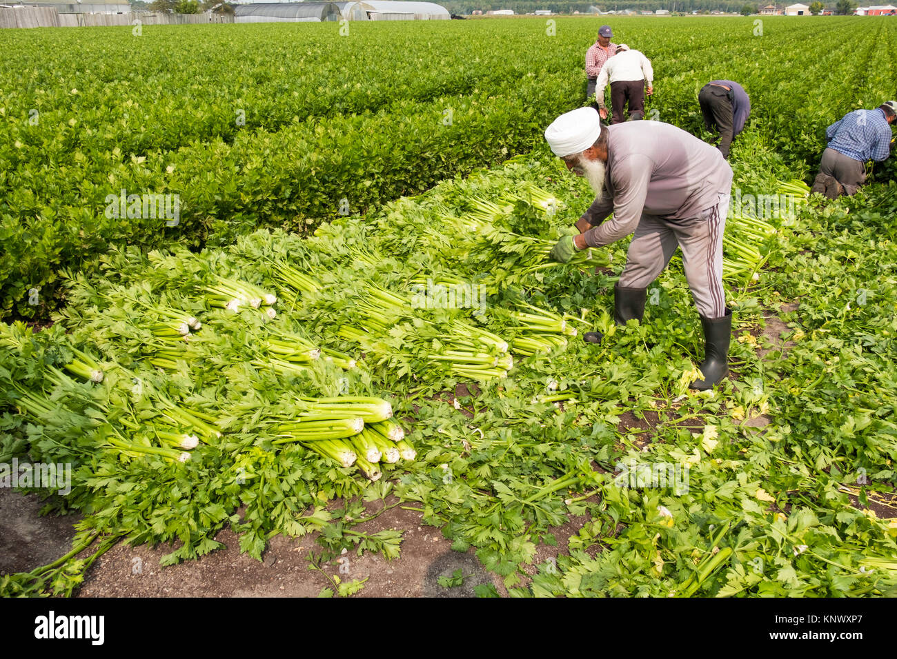 Agriculture field workers harvesting vegetable crops of celery and ...