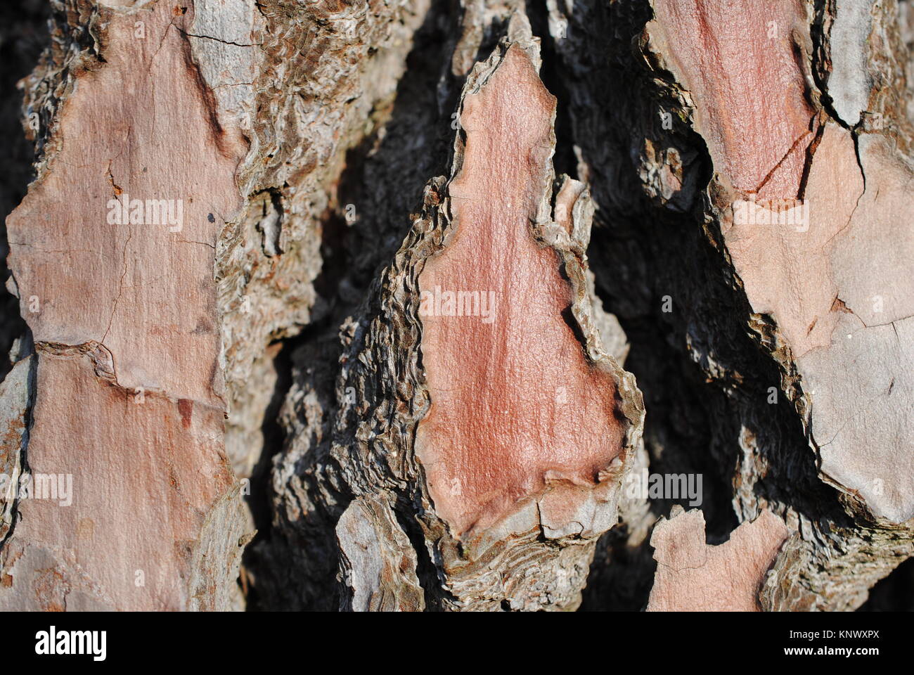 Tactile Tree Bark. Rufford Country Park, Nottinghamshire Stock Photo ...